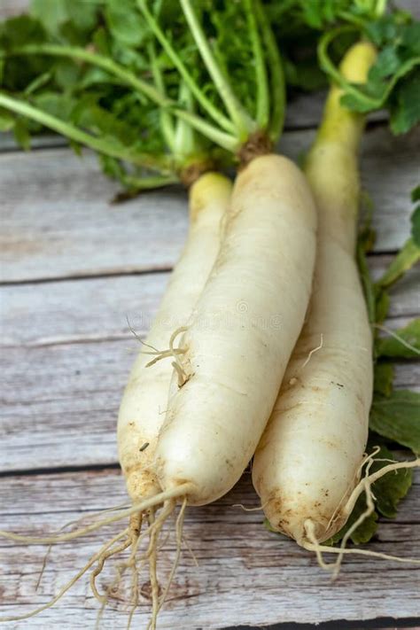 White Turnip From Organic Farming Freshness And Health In A Root