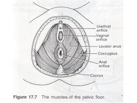 External Genitalia Ppt Download