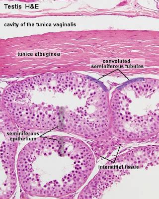 Anatomy And Physiology Models Testis Histology
