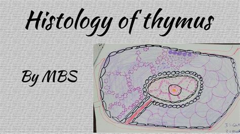 Thymus Histology