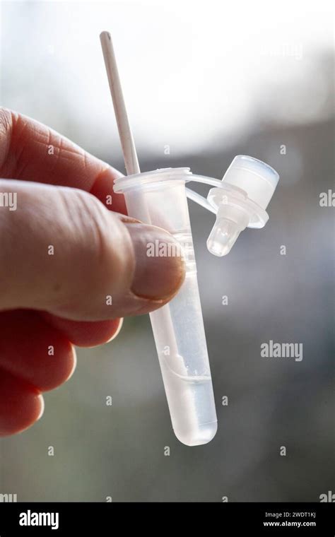London Uk 22 January 2024 A Swab For A Covid Test In A Tube Of
