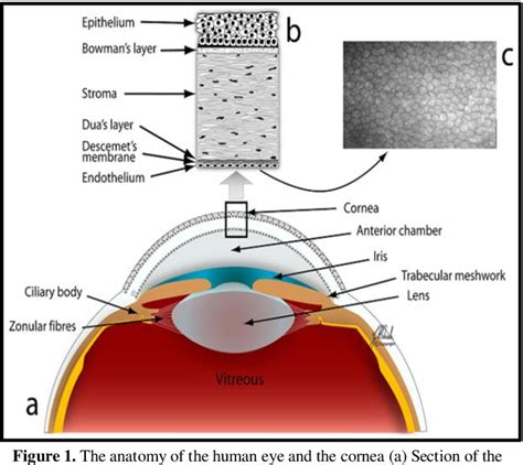 Figure 1 From A Fully Automated Cell Segmentation And Morphometric