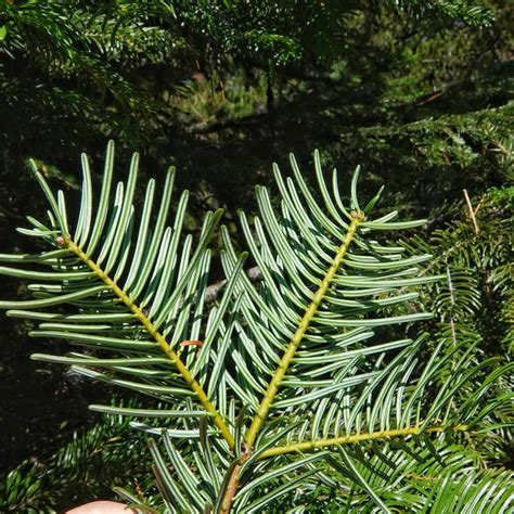 Grand Fir Needles