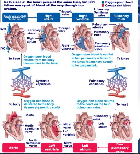 Biol 461 Advanced Anatomy Exam 3 Flashcards Quizlet
