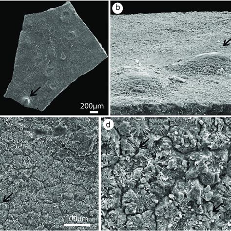 a outer surface of eggshell showing smooth and some irregularly