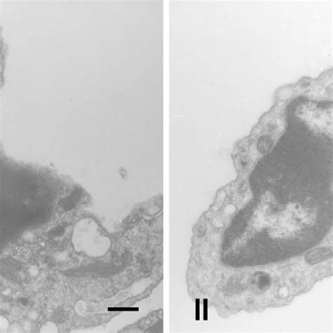Iv Morphology Of Blood Cells Of Three Freshwater Stingray Species