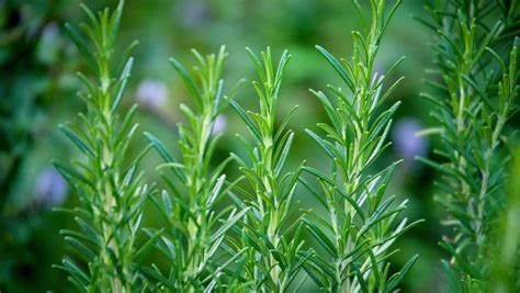Rosemary — Lazy Day Farm