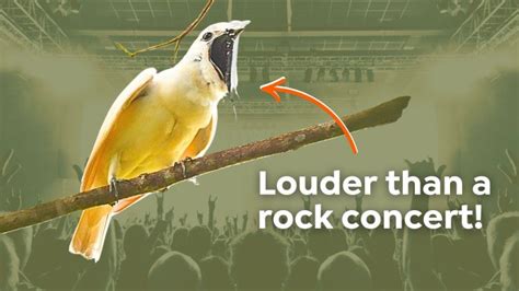 What Bird Makes A Growling Noise Uncover The Mysterious Caller Birds