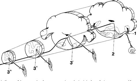 Figure 14 From Giant Neurons In The Rat Reticular Formation A Sensorimotor Interface In The