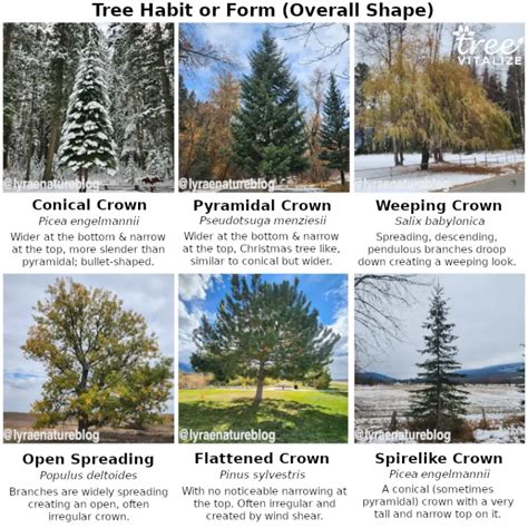 Different Types Of Fir Trees Their Identifying Features