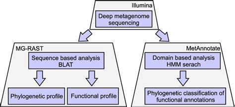 A Schematic Description Of The Metagenomic Dna Analysis Carried Out In