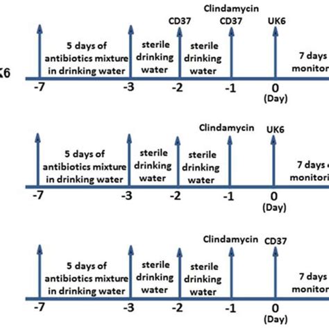 Experimental Scheme Of Pretreatment Of Mice With C Difficile Cd37 In A
