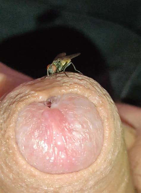 Fly Blowjob Video Thisvid Com