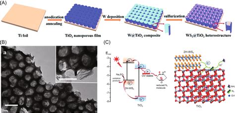 A Schematic Illustration Of The Ws2tio2 Fabrication Reproduced With