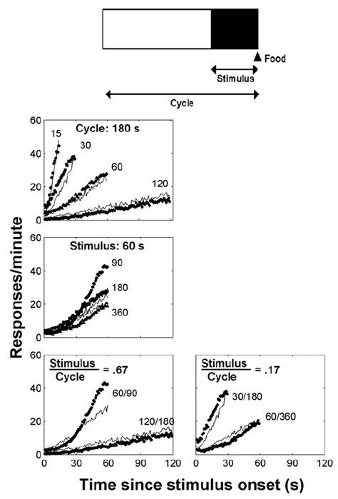 effect of variations in duration of stimulus and cycle on the response