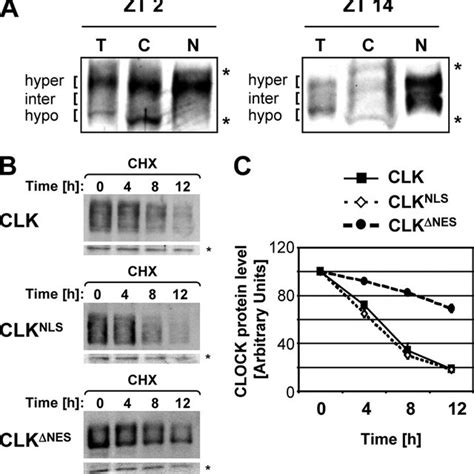 Sequential Compartment Specific Processing Of Clk In Vivo A Results