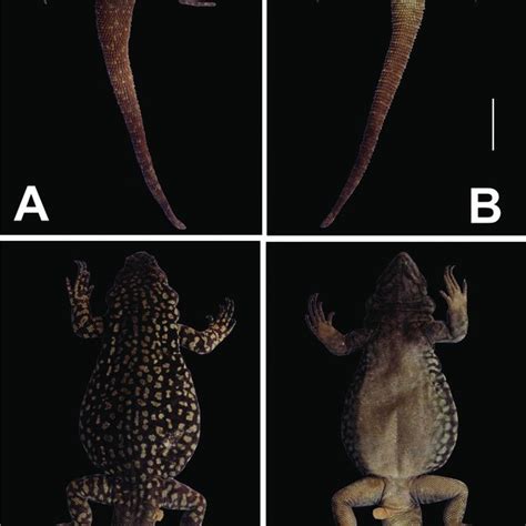 Hemipenis Morphology Of The Two New Species Phymaturus Robustus Sp
