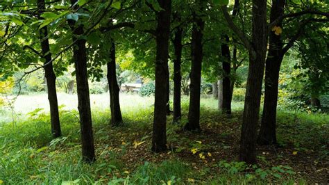 Columnar Maple Trees Care Pruning And Small Space Design