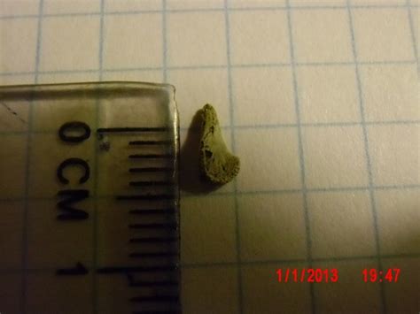 Bird Bone Fossil Id The Fossil Forum