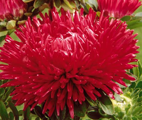 Aster Gremlin Double Violet Callistephus Chinensis Seeds