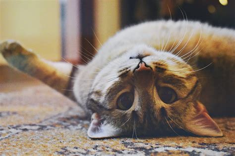 10 Proven Solutions To Cat Behavior Problems Do S And Don Ts Of Feline