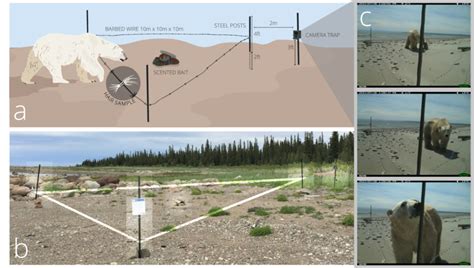 Polar Bear Hair Snare And Camera Trap Sampling Station Presented As A Download Scientific