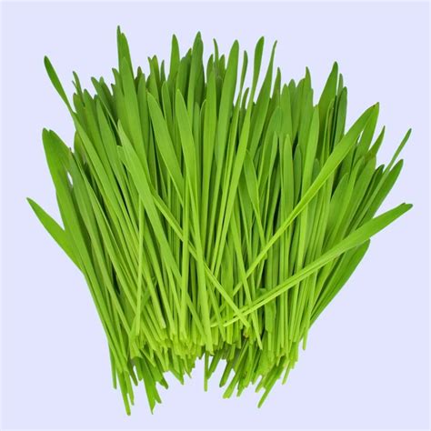 Organic Barley Grass Packaging Size Loose At ₹ 250kg In Karur Id