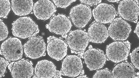 Aggrewell™ A New Technology For Uniform Embryoid Bodies Stemcell