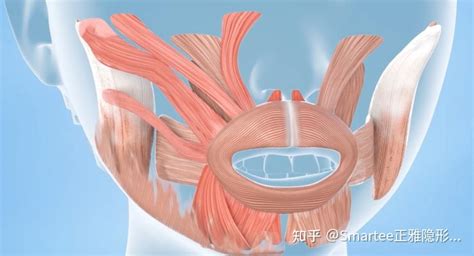 科学早矫 正雅t0口面肌训使用小贴士 知乎