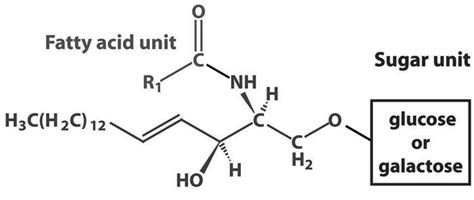 Solved In The First Step Of The Tca Cycle A C4 ﻿compound Is
