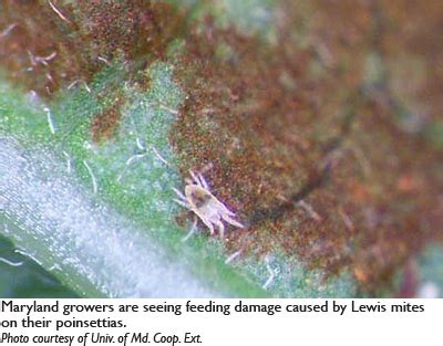 Lewis Mites Found On Poinsettias Greenhouse Management