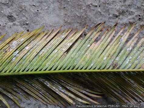 Pseudococcus Longispinus Psecad [photos] Eppo Global Database