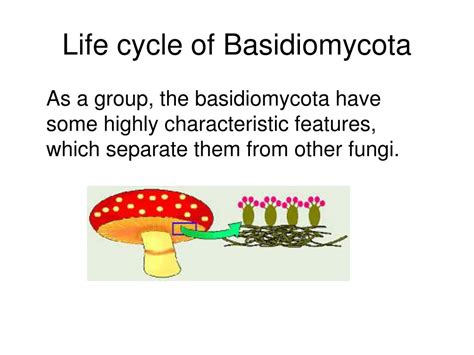Basidiomycete Life Cycle Basidiomycota Life Cycle