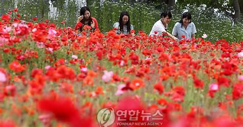 양귀비 꽃밭을 거닐다