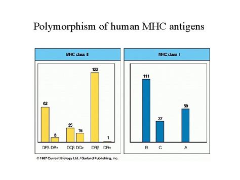 Hla Antigens Human Leukocyte Antigens Human Mhc Main