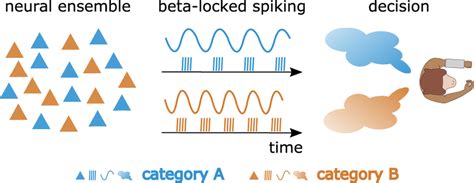 Schematic Of Neural Ensembles Selectively Signaling Categorical