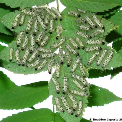 Hickory Tussock Moth Or Hickory Tiger Moth Lophocampa Caryae Harris