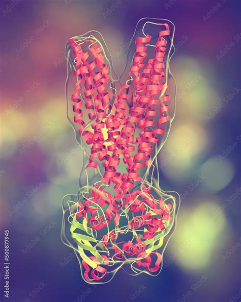 Multidrug Transporter Molecule 3d Illustration Stock Illustration Adobe Stock