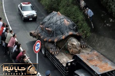 حیوانات غول پیکر؛ لاک پشت 200 ساله با 2450 کیلو وزن پشت کامیون یله شده