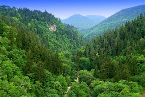 „ტყის აღდგენის სამუშაოები 20 000 ჰექტარზე უნდა ჩატარდეს“ რა თანხა დაიხარჯება Bpn