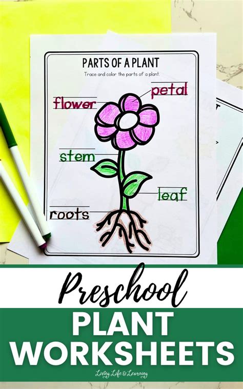 Preschool Plant Worksheets