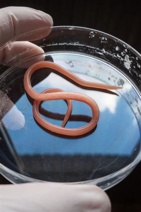 Tackling Turtle Parasites In Pets All Turtles