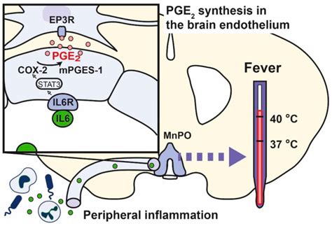 Summary Of The Fever Induction By Interleukin 6 In The Preoptic
