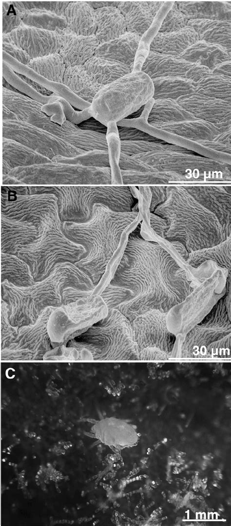 Micrographs Of A Scanning Electron Microscope Sem View Of Healthy