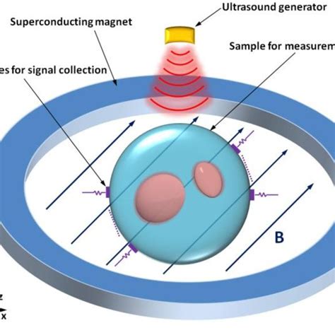 Configuration Of Superconducting Lorentz Force Electrical Impedance Download Scientific Diagram