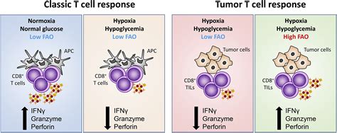 No Oxygen No Glucose No Problem Fatty Acid Catabolism Enhances Effector CD TILs Cancer Cell