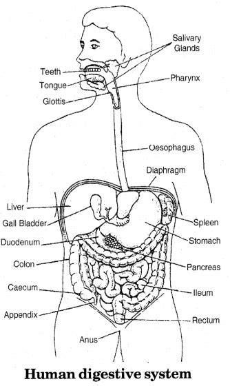 Life Processes Class 10 Extra Questions With Answers Science Chapter 6