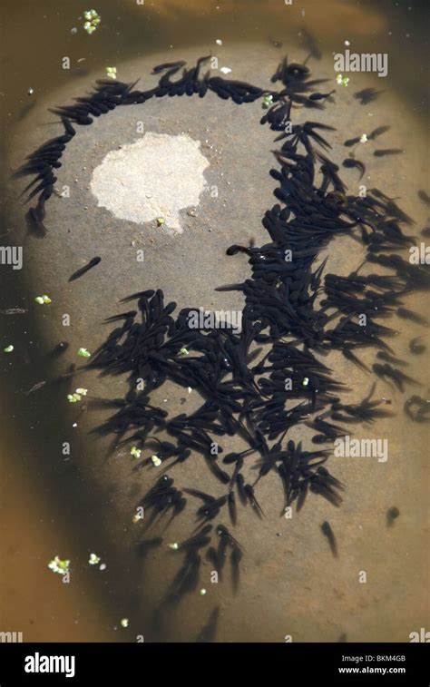 Tadpoles Clustering In The Warmer Water Around A Stone In Shallow Water