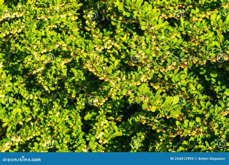 Green Leaf Texture Background Stock Image Image Of Abstract Forest 254412993