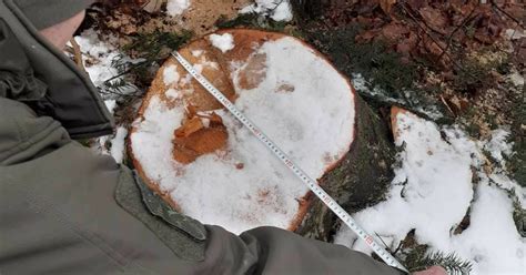 У Чорному лісі вирубали дерев на більше ніж 4 млн гривень Greenpost